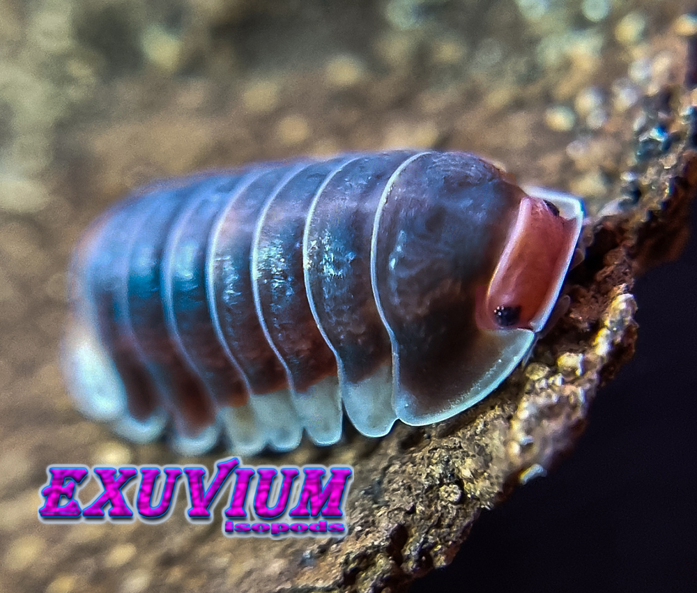 Cubaris sp. ‘Pak Chong’ – Exuvium Isopods
