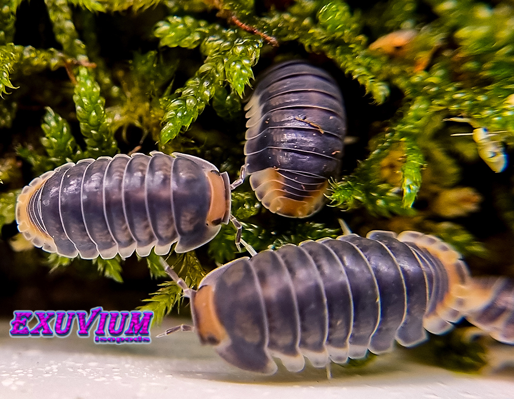 Cubaris sp. ‘Pak Chong’ – Exuvium Isopods