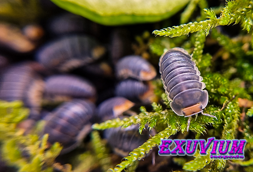Cubaris sp. ‘Pak Chong’ – Exuvium Isopods