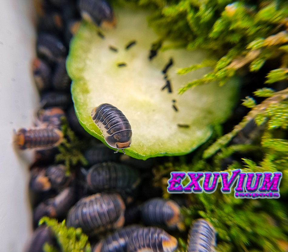 Cubaris sp. ‘Pak Chong’ – Exuvium Isopods