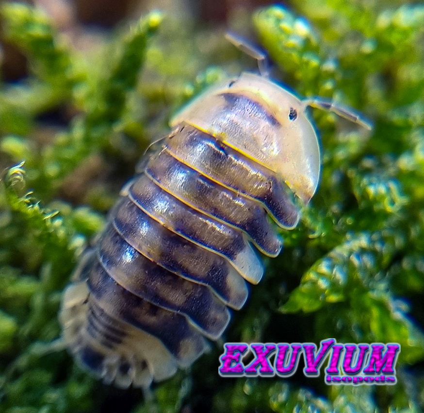 Cubaris sp. ‘White Head Ducky’ – Exuvium Isopods