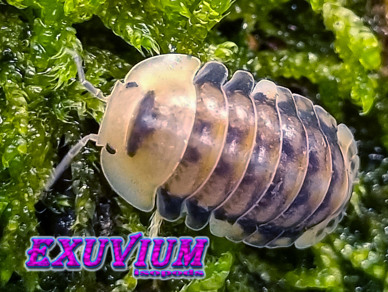 Cubaris sp. ‘White Head Ducky’ – Exuvium Isopods
