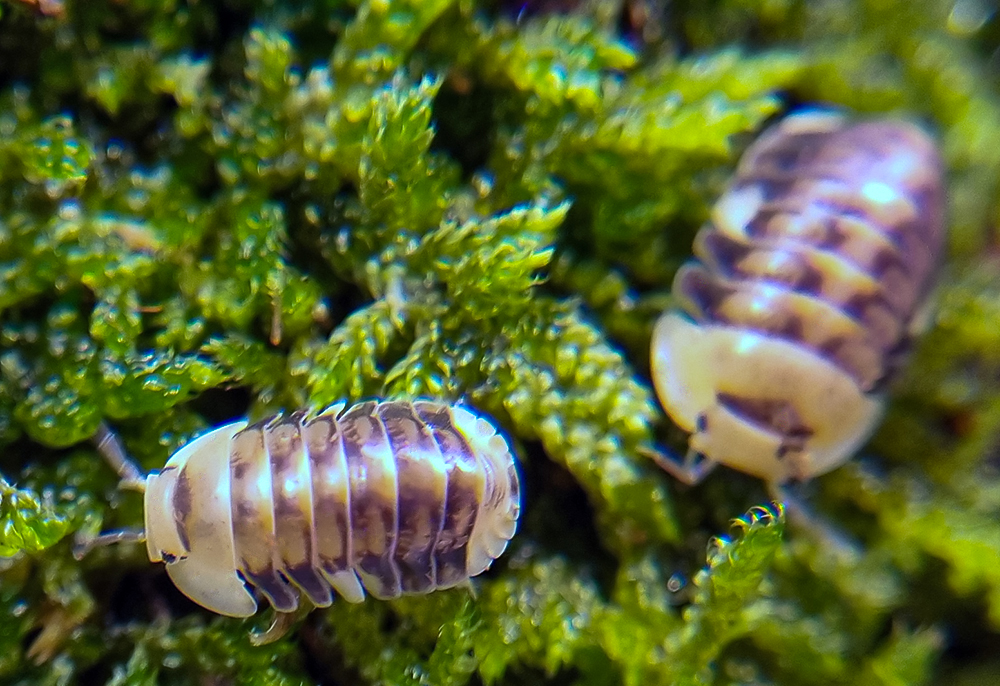 Cubaris sp. ‘White Head Ducky’ – Exuvium Isopods