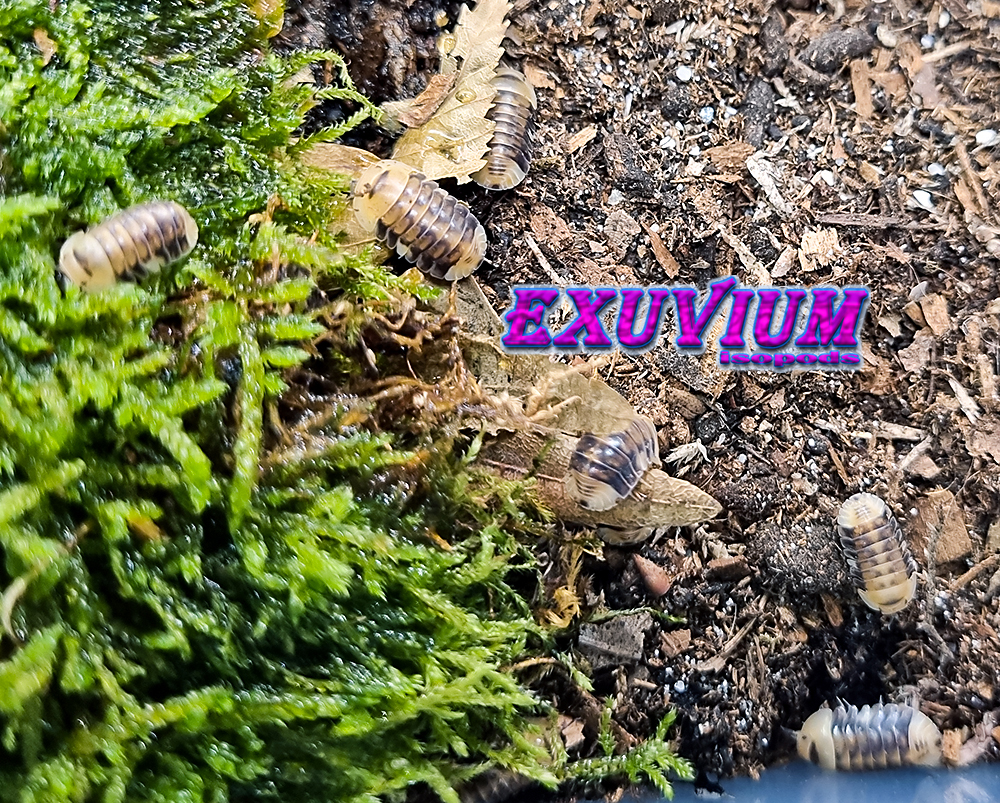 Cubaris sp. ‘White Head Ducky’ – Exuvium Isopods