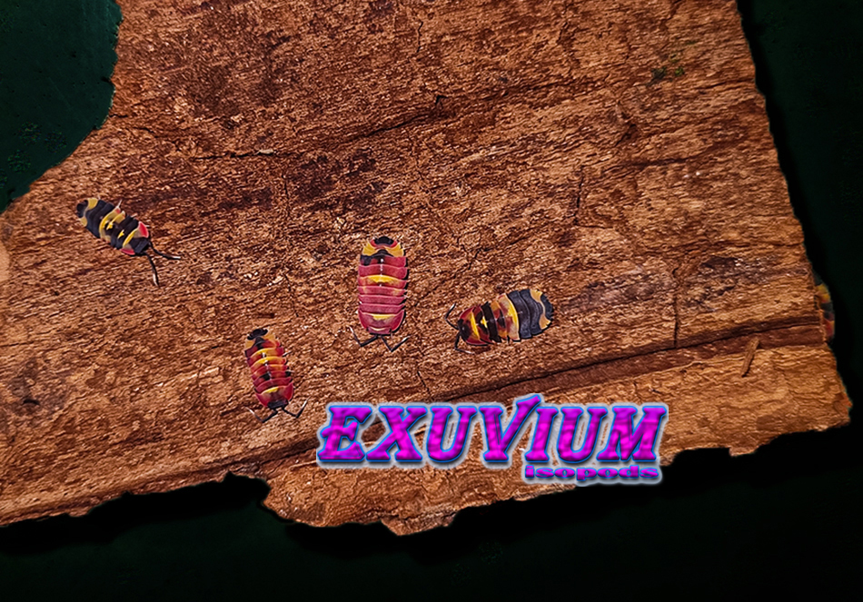 Merulanella sp. ‘Blister’ X ‘Tricolor’ mix – Exuvium Isopods