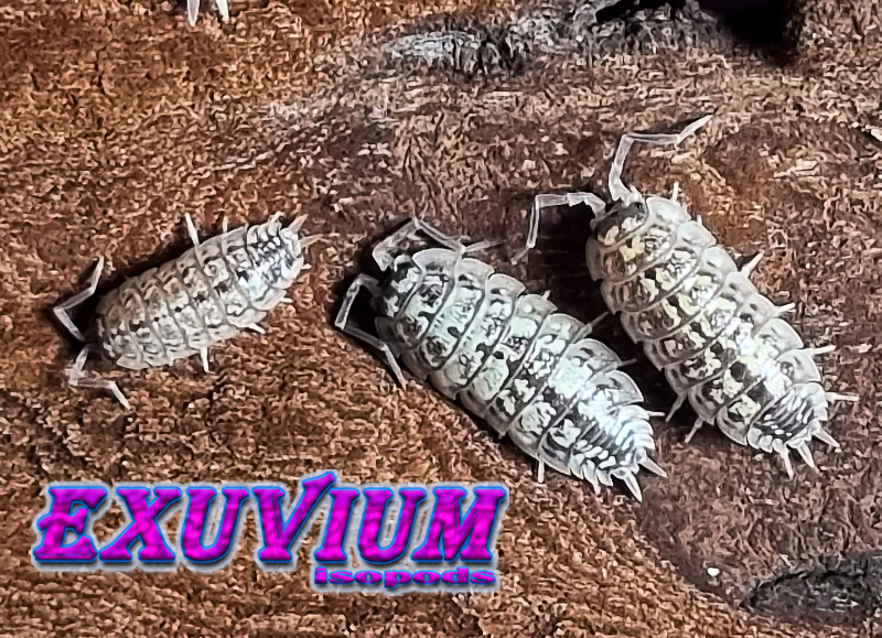 Porcellio haasi ‘Light’ – Exuvium Isopods