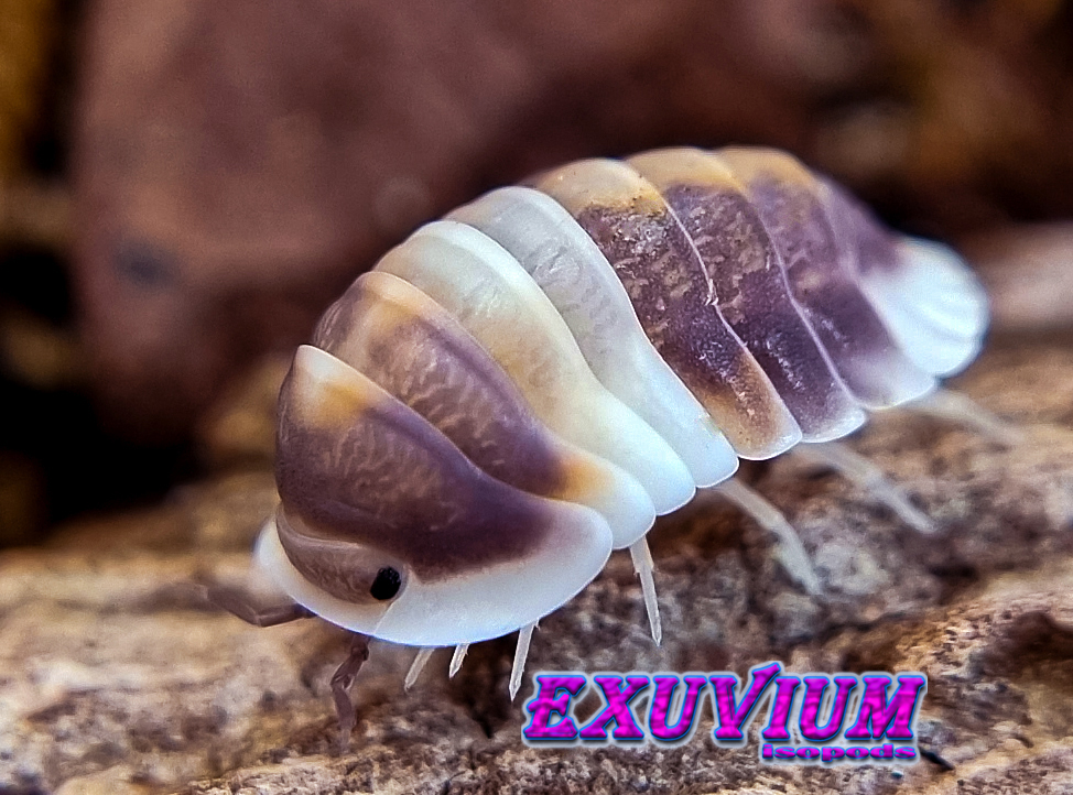 Cubaris sp. ‘Cappuccino’ – Exuvium Isopods