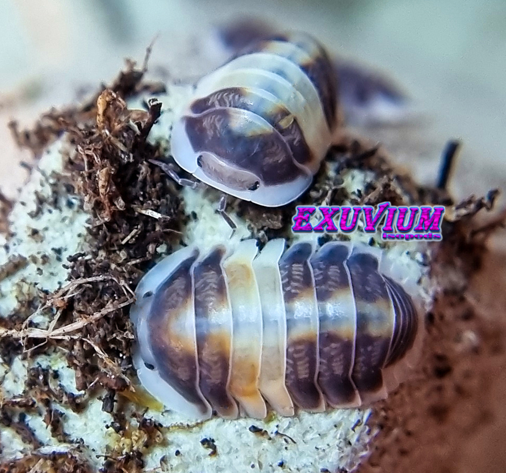 Cubaris sp. ‘Cappuccino’ – Exuvium Isopods