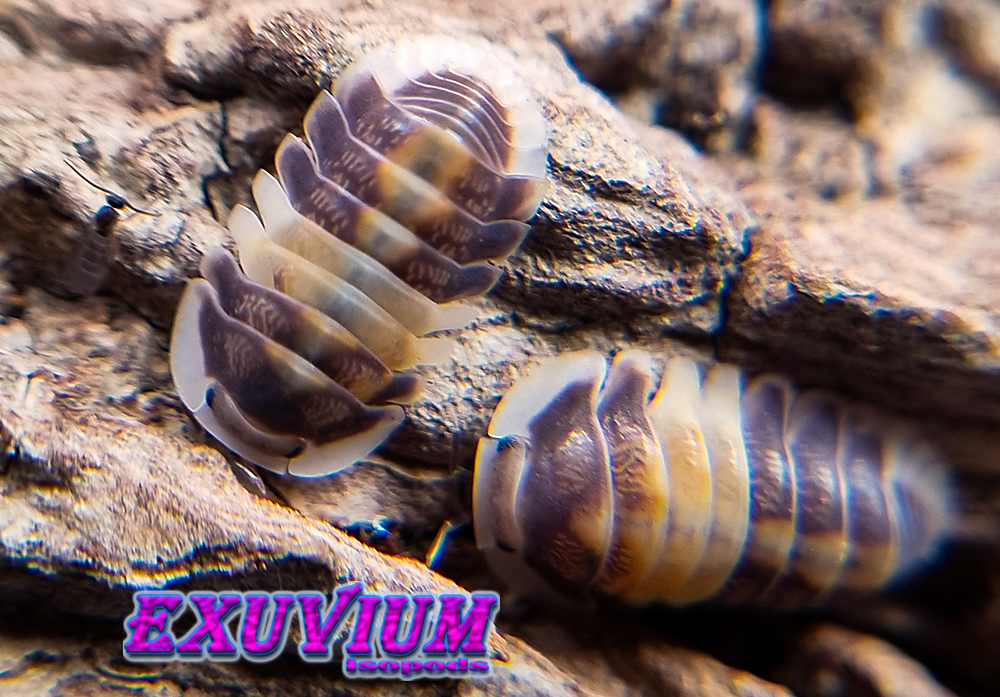 Cubaris sp. ‘Cappuccino’ – Exuvium Isopods