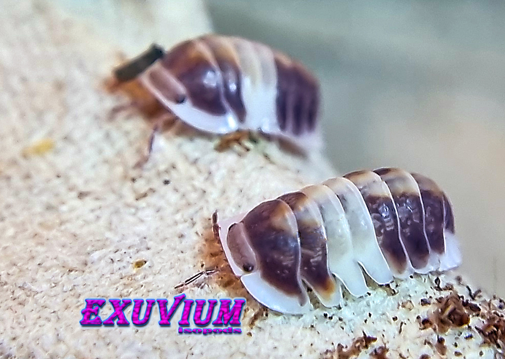 Cubaris sp. ‘Cappuccino’ – Exuvium Isopods