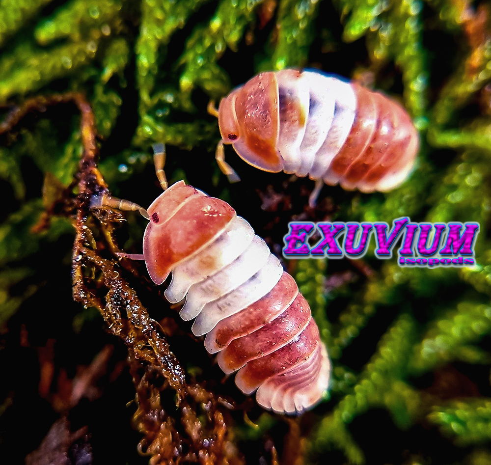 Cubaris sp. ‘Red Panda King’ – Exuvium Isopods