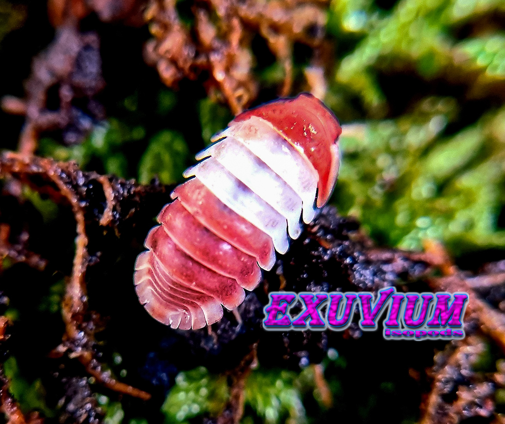 Cubaris sp. ‘Red Panda King’ – Exuvium Isopods