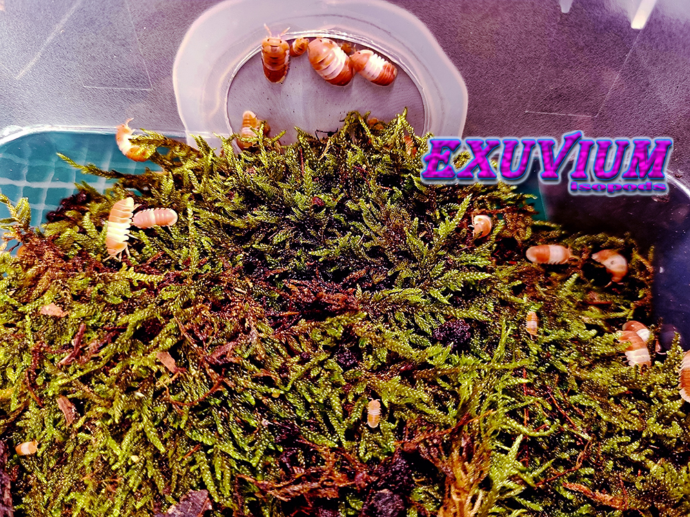Cubaris sp. ‘Red Panda King’ – Exuvium Isopods