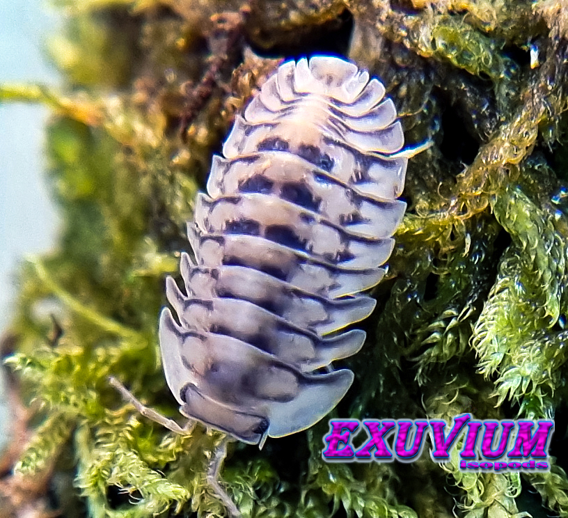 Cubaris sp. ‘Silver Tiger’ – Exuvium Isopods