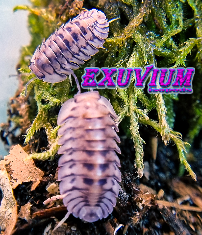 Cubaris sp. ‘Silver Tiger’ – Exuvium Isopods