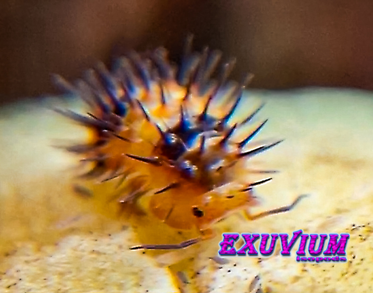 Laureola sp. ‘Durian Spiky’ – Exuvium Isopods