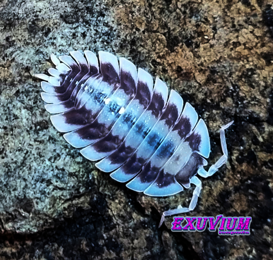 Porcellio werneri ‘Silverback’ – Exuvium Isopods