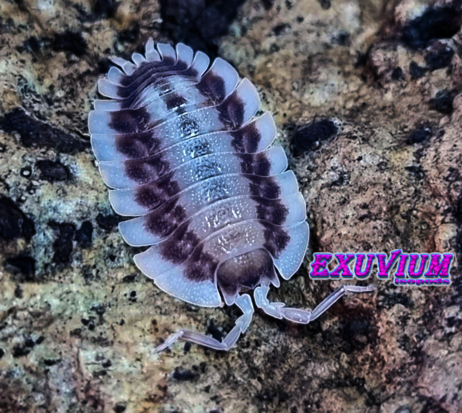 Porcellio werneri ‘Silverback’ – Exuvium Isopods