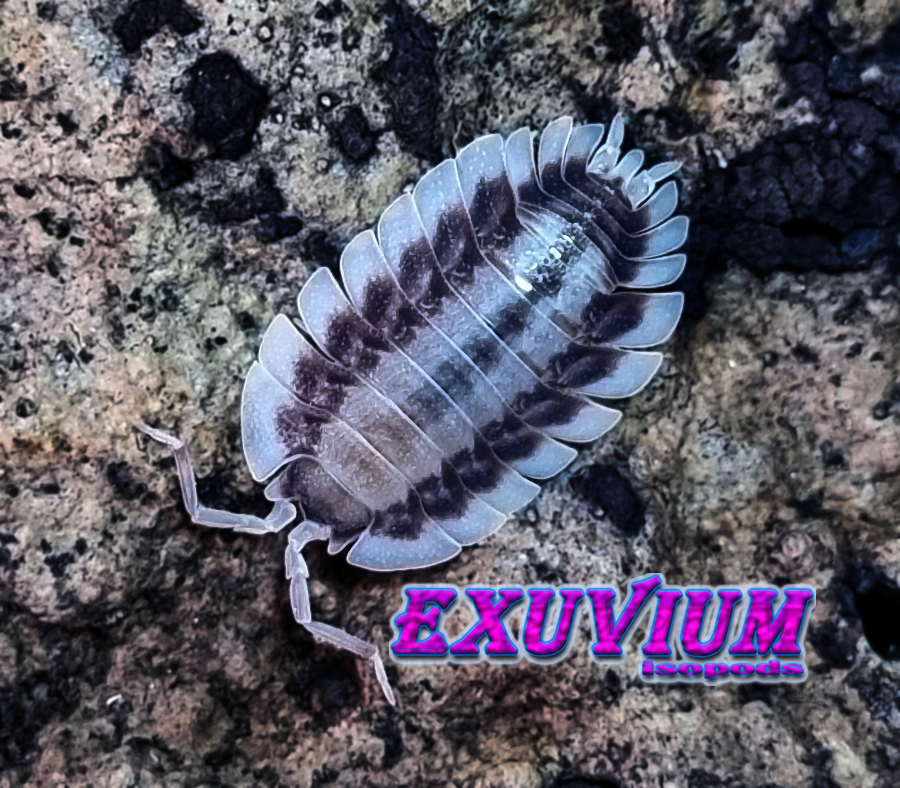 Porcellio werneri ‘Silverback’ – Exuvium Isopods