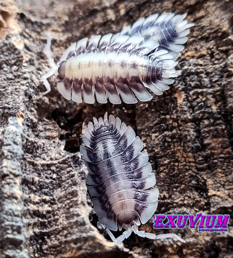 Porcellio werneri ‘Silverback’ – Exuvium Isopods