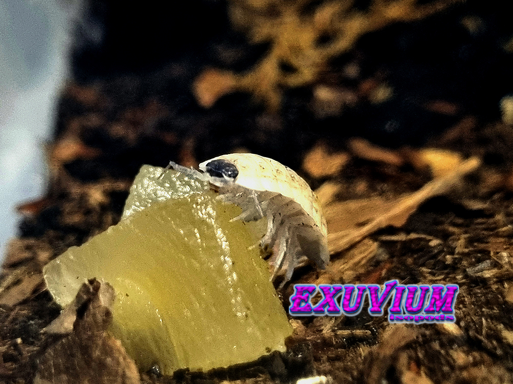 Dried fruit bites for isopods, millipedes, roaches – Exuvium Isopods