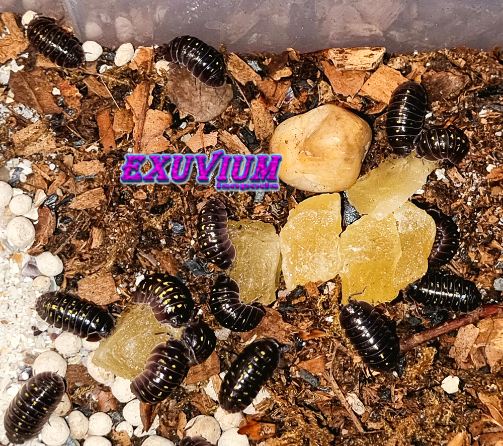 Dried fruit bites for isopods, millipedes, roaches – Exuvium Isopods
