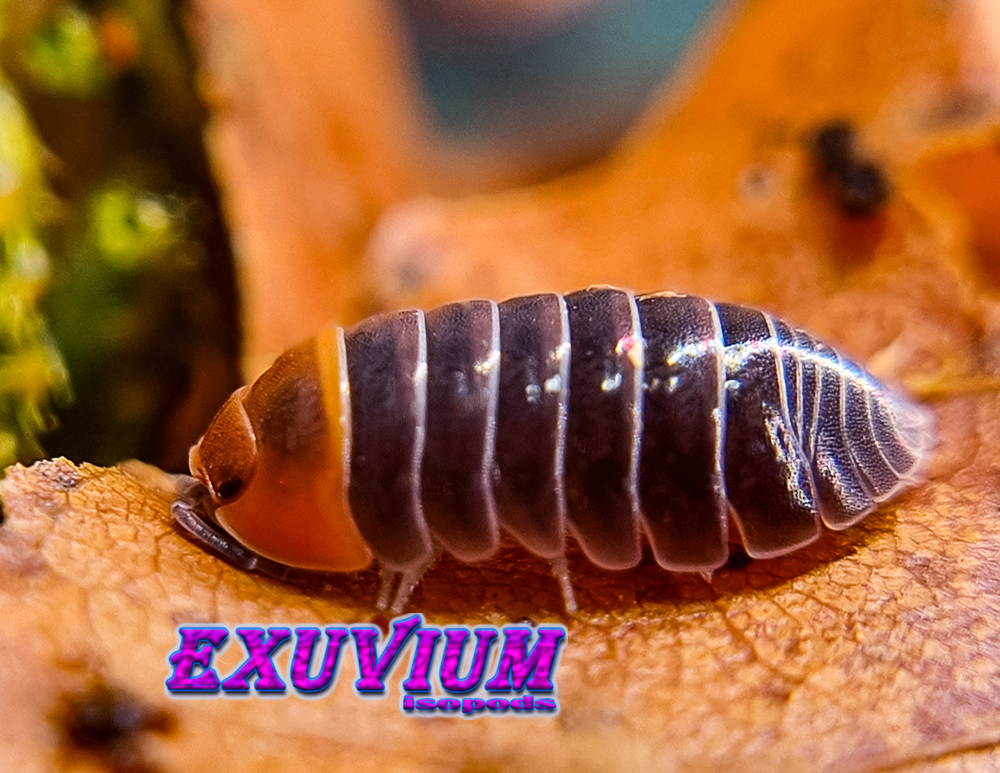 Armadillidium flavoscutatum ‘Redhead’ – Exuvium Isopods