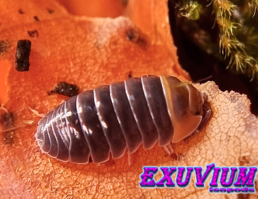 Armadillidium flavoscutatum ‘Redhead’ – Exuvium Isopods