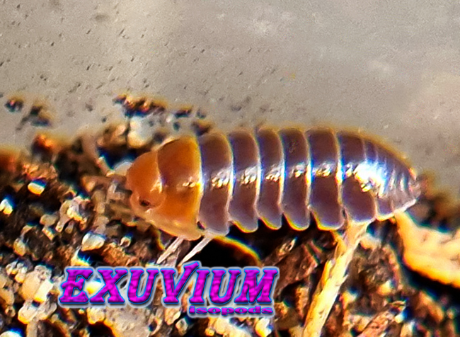 Armadillidium flavoscutatum ‘Redhead’ – Exuvium Isopods