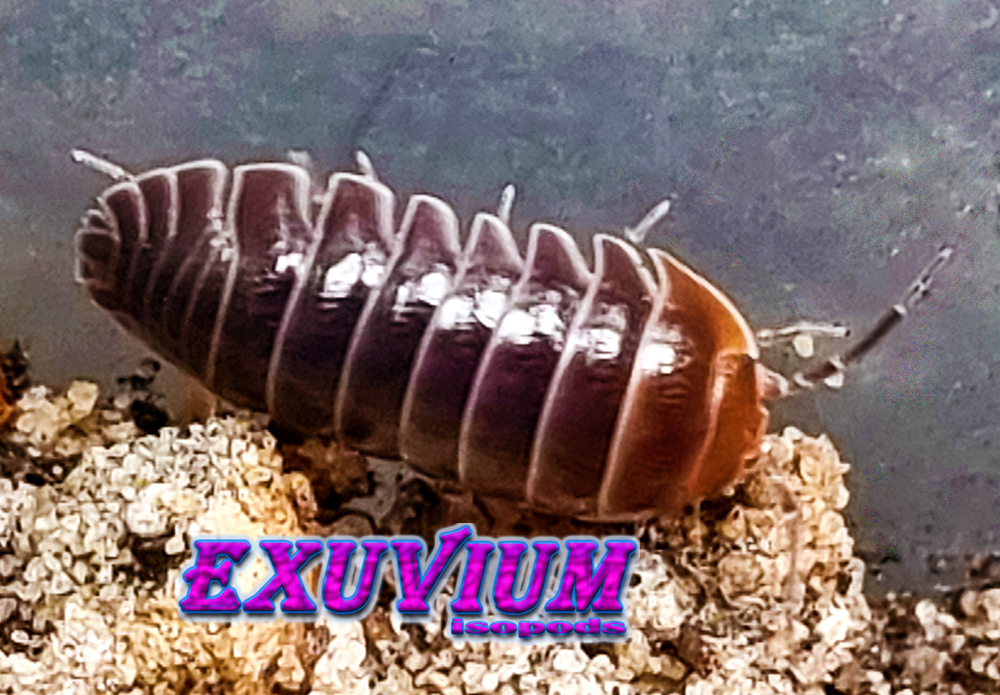 Armadillidium flavoscutatum ‘Redhead’ – Exuvium Isopods