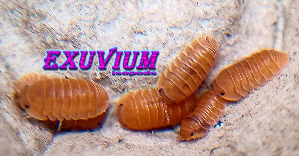 Cubaris murina ‘Anemone’ – Exuvium Isopods