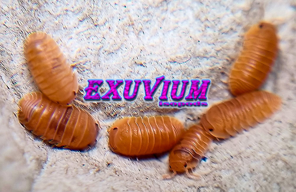 Cubaris murina ‘Anemone’ Captive Bred Isopods – Exuvium Isopods