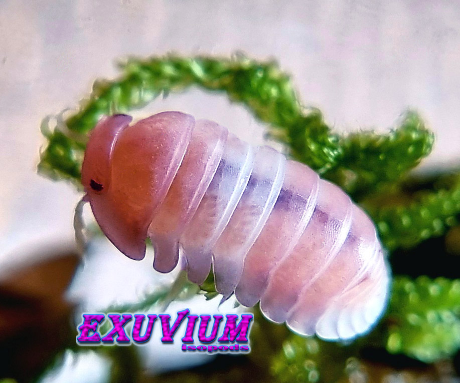 Cubaris sp. ‘Pink Panda King’ – Exuvium Isopods