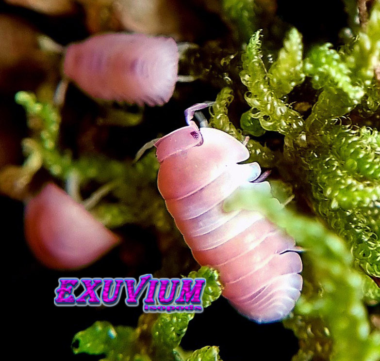 Cubaris sp. ‘Pink Panda King’ – Exuvium Isopods