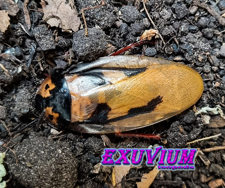 Eublaberus marajoara (Ink Splotch Roach) – Exuvium Isopods