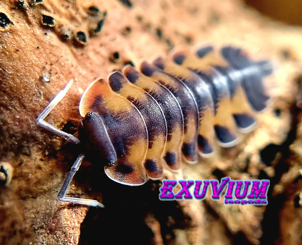 Ardentiella sp. ‘Volcano’ – Exuvium Isopods