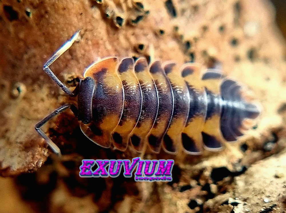 Ardentiella sp. ‘Volcano’ – Exuvium Isopods