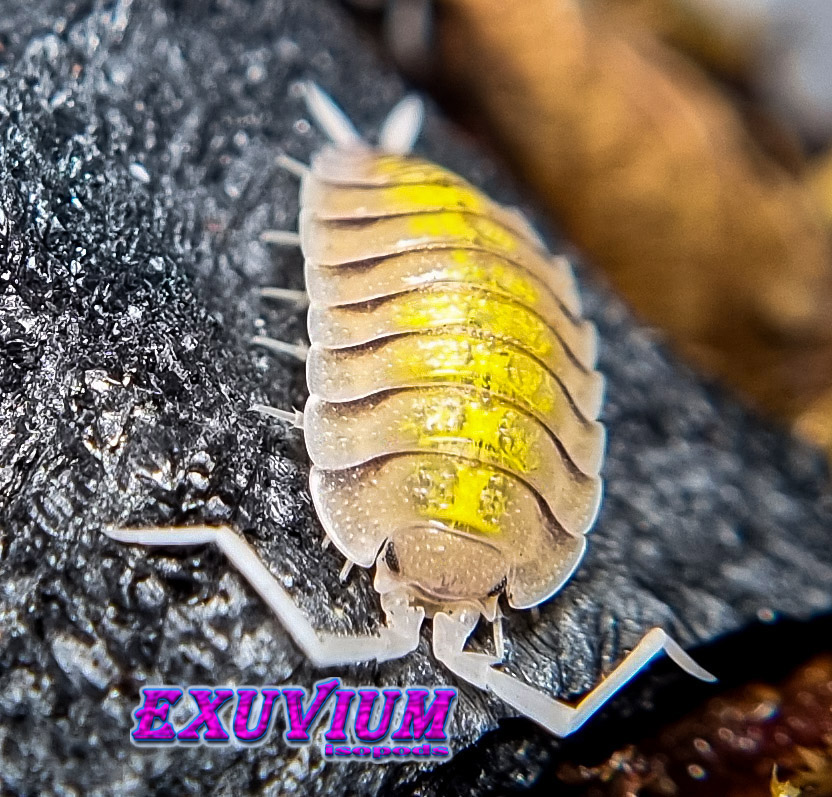 Porcellio bolivari ‘Yellow Ghost’ – Exuvium Isopods