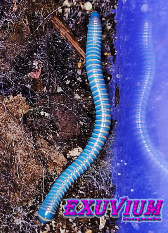 Benoitolus siamensis – Exuvium Isopods