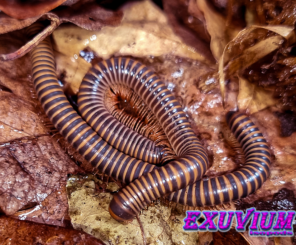 Benoitolus siamensis – Exuvium Isopods