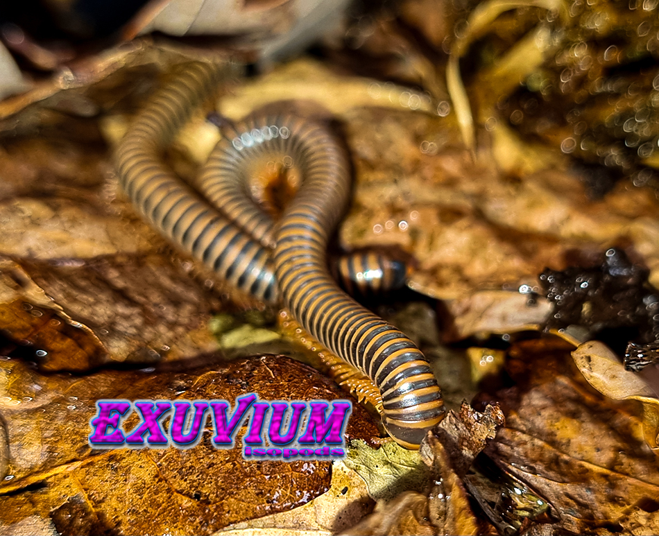Benoitolus siamensis (Siamese Glow Millipede) – Exuvium Isopods