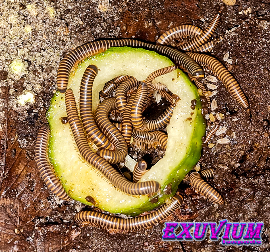 Benoitolus siamensis (Siamese Glow Millipede) – Exuvium Isopods
