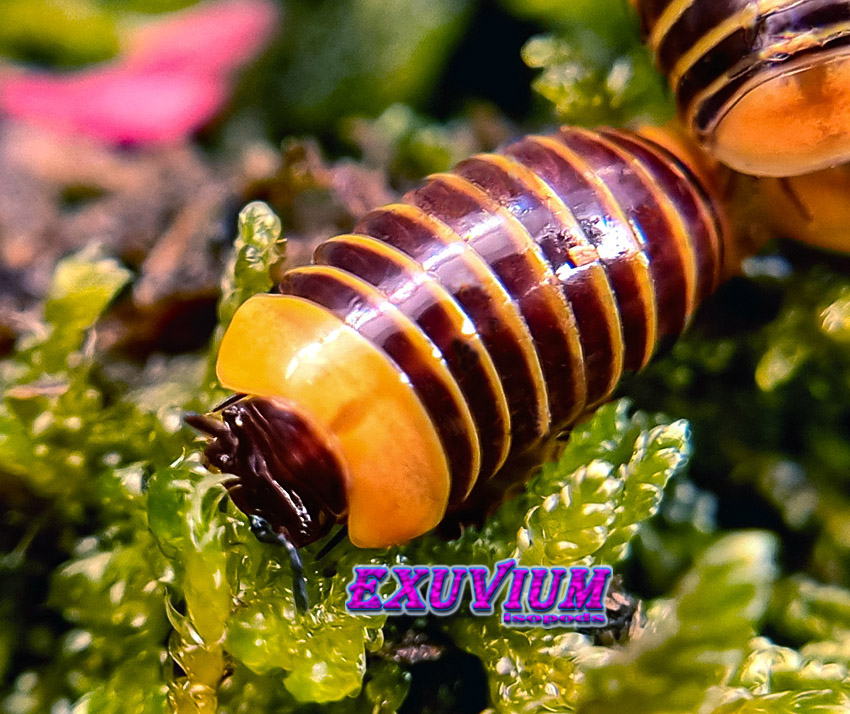 Hyleoglomeris cf. bomba – Exuvium Isopods