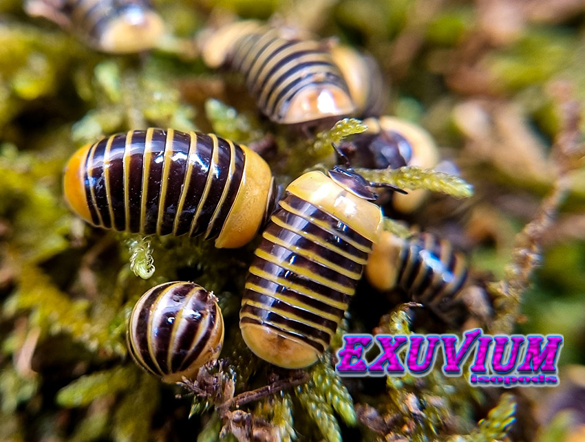 Hyleoglomeris cf. bomba – Exuvium Isopods