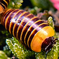 Analocostreptus gregorius (African Olive Millipede) – Exuvium Isopods