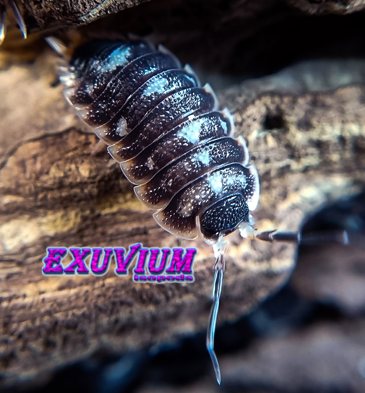 Porcellio sp. ‘Antalya’ – Exuvium Isopods