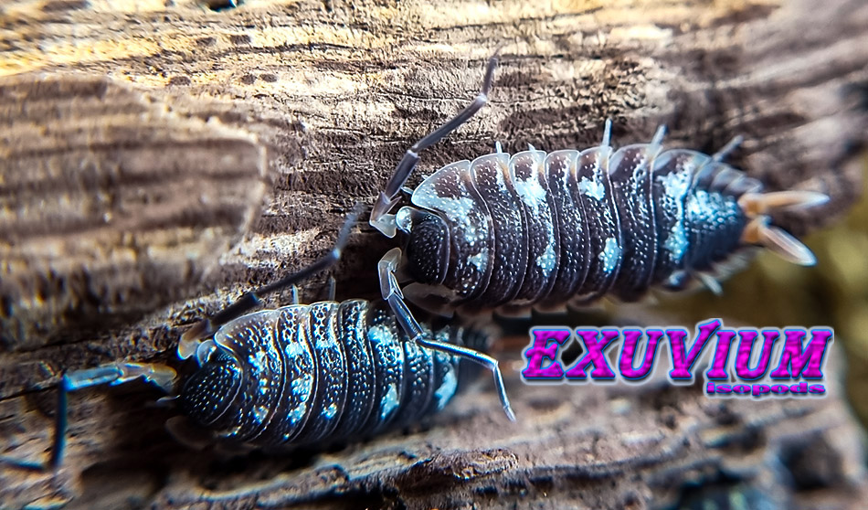 Porcellio sp. ‘Antalya’ – Exuvium Isopods