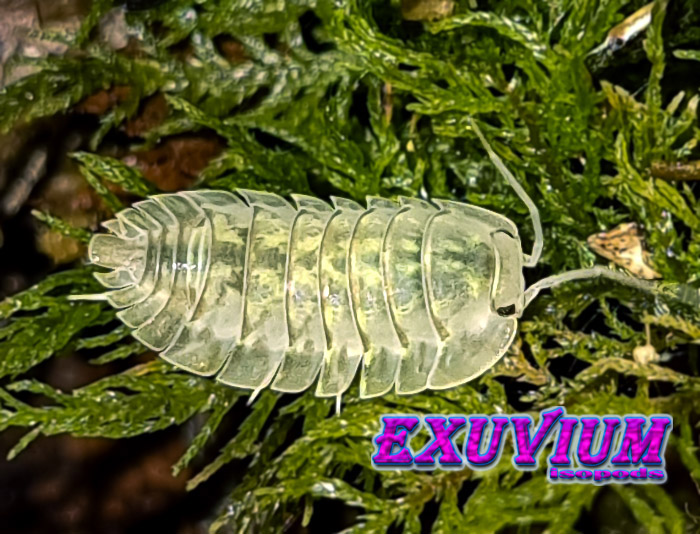 Troglodillo sp. ‘Camouflage’ – Exuvium Isopods
