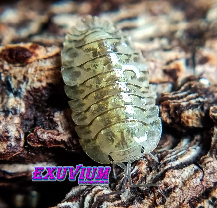 Troglodillo sp. ‘Camouflage’ – Exuvium Isopods