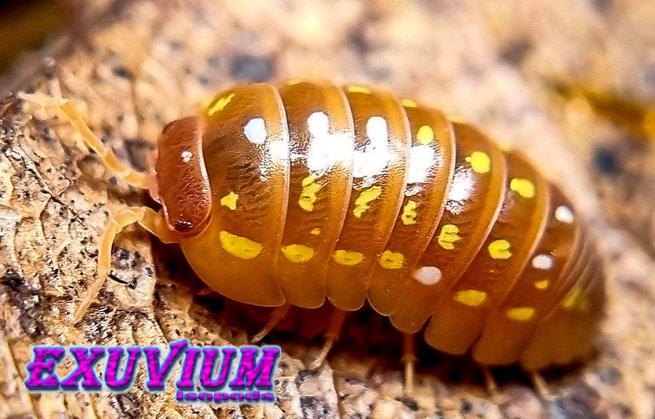 Armadillidium frontetriangulum ‘Orange’ – Exuvium Isopods